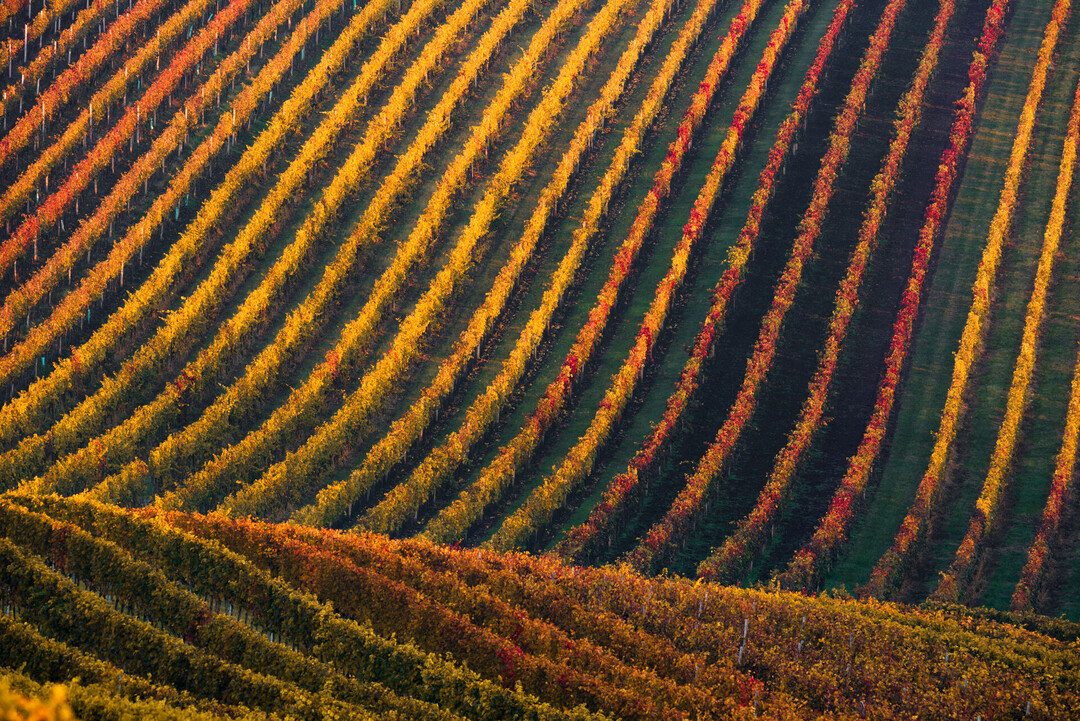 Vitis Vinifera Leaf Extract Extrakt Aus Rotem Weinlaub Wirkstoffe